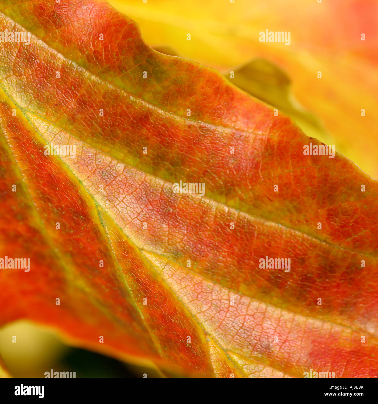 Close up of an Autumn leaf showing its veins Stock Photo - Alamy