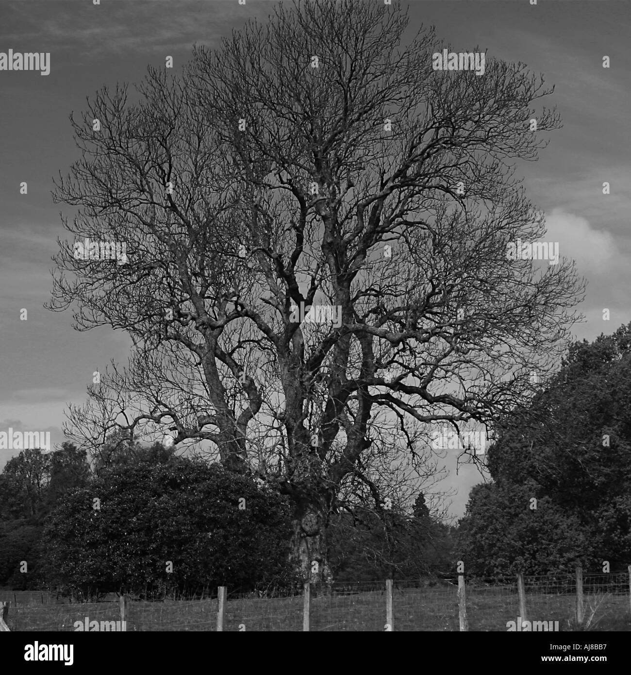 Alone in the tree Black and White Stock Photos & Images - Alamy