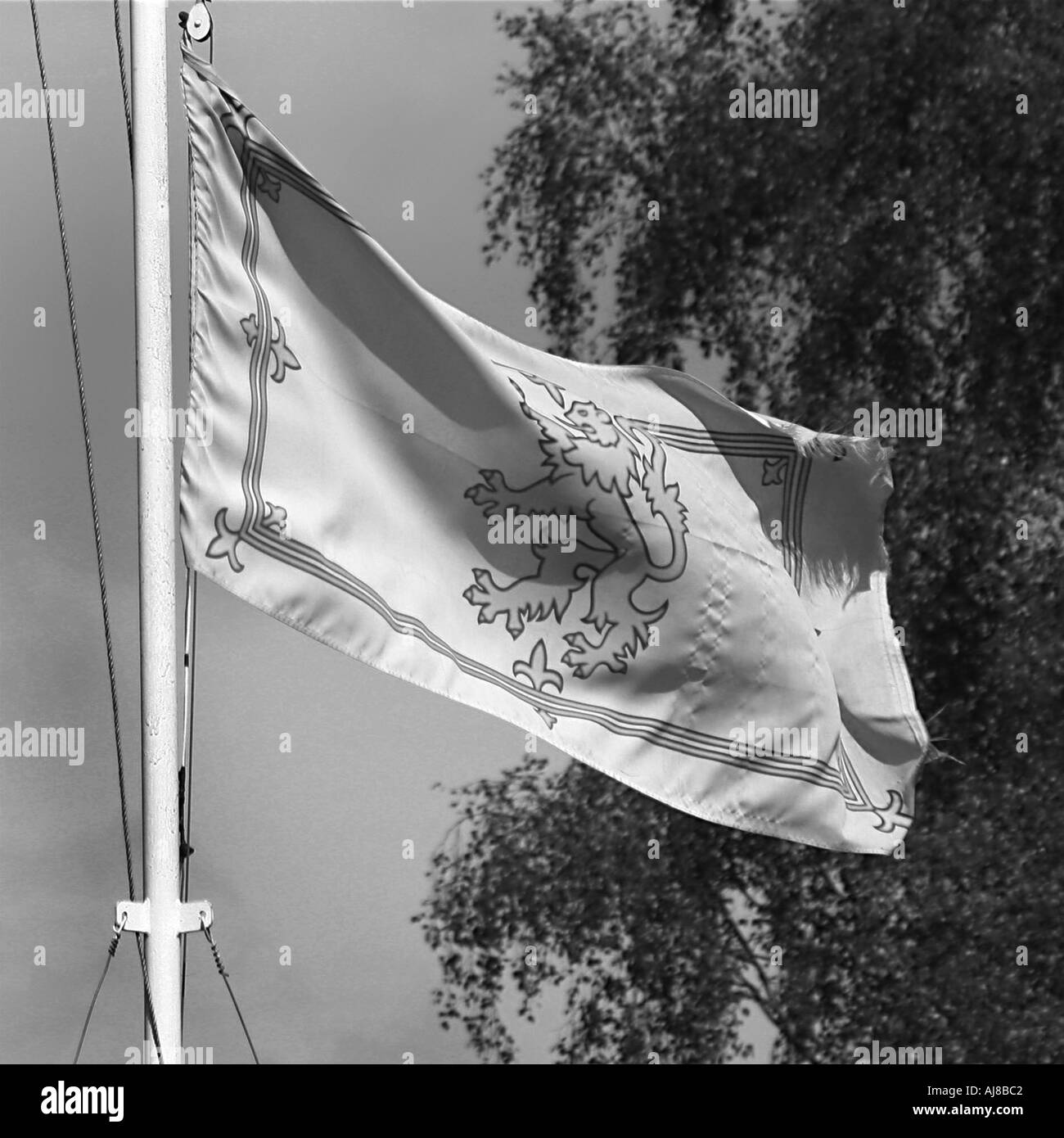 Scottish rampant Black and White Stock Photos & Images - Alamy