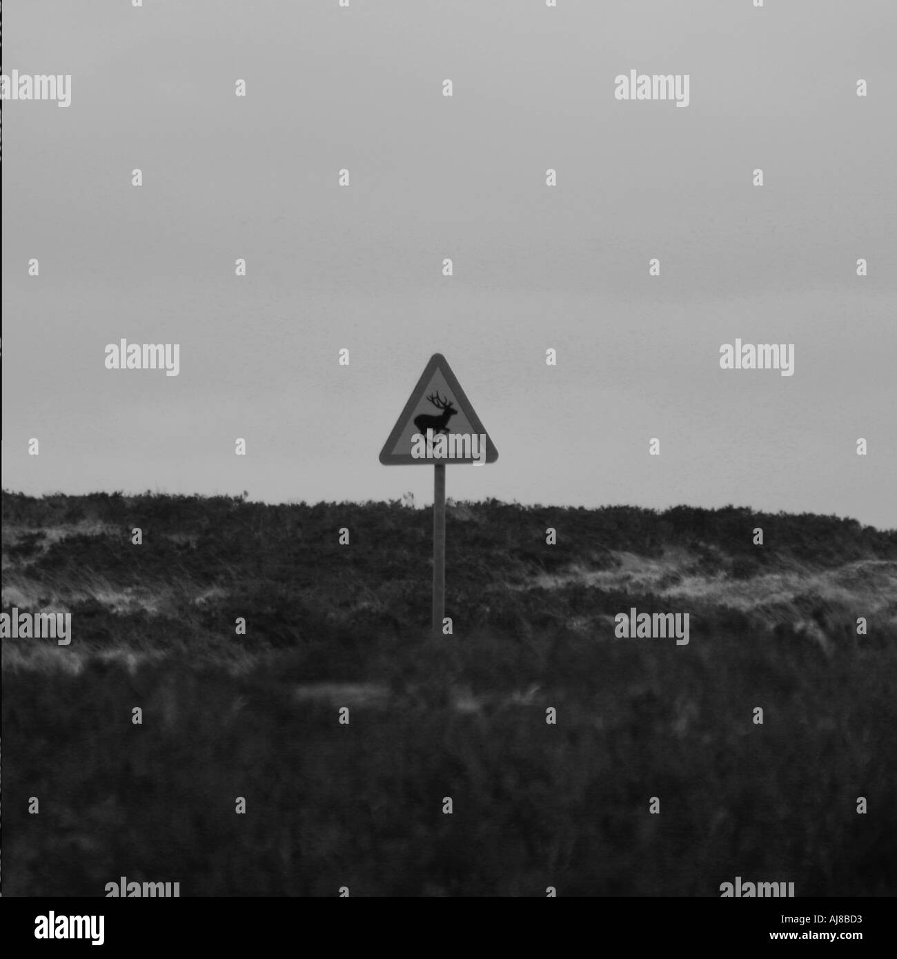 Stag Warning Sign High Resolution Stock Photography and Images - Alamy