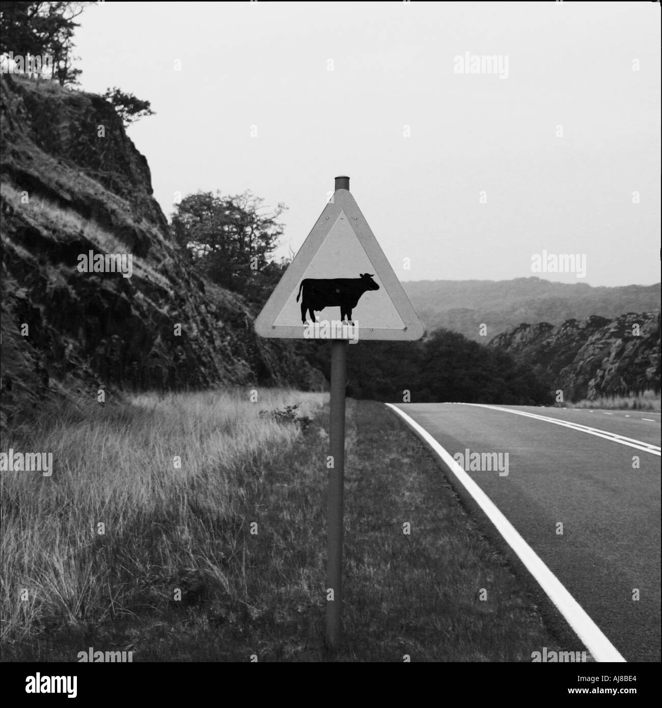 Cow warning sign Stock Photo - Alamy