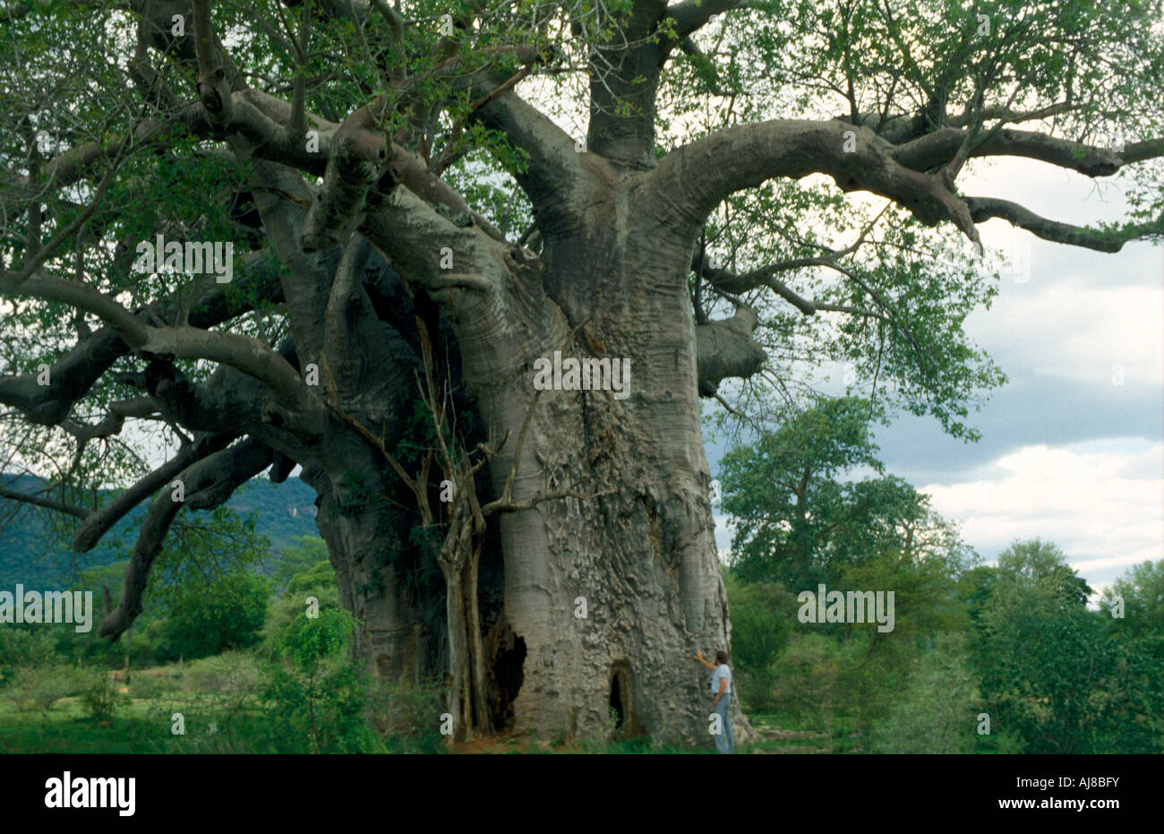 Africa zimbabwe baobab tree hi-res stock photography and images - Alamy