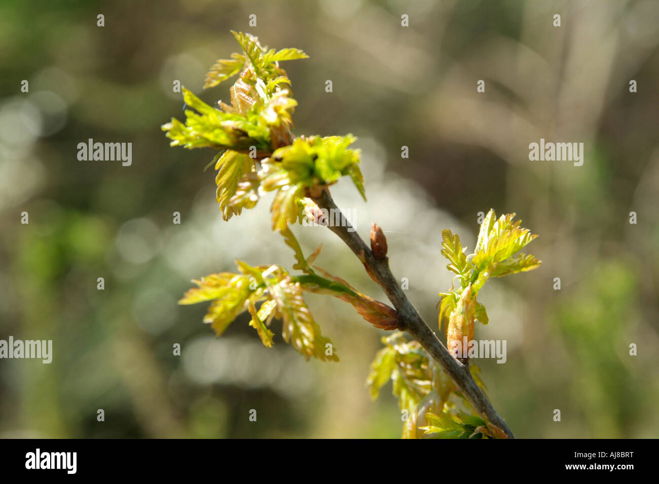 fresh branch with leaves Stock Photo - Alamy