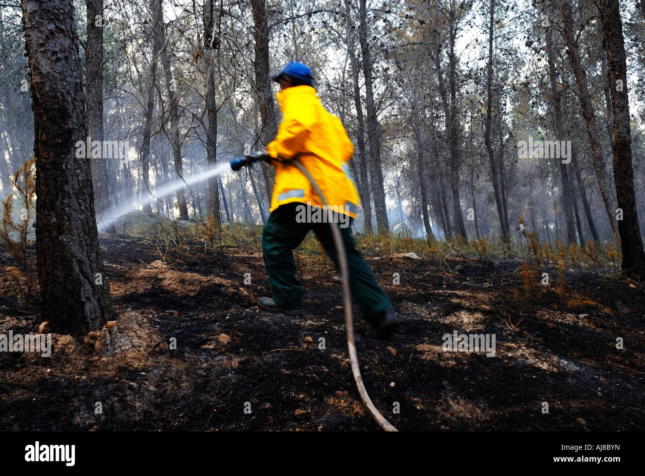 smoke smouldering ashes and a fireman at a pine tree Forest fire was ...