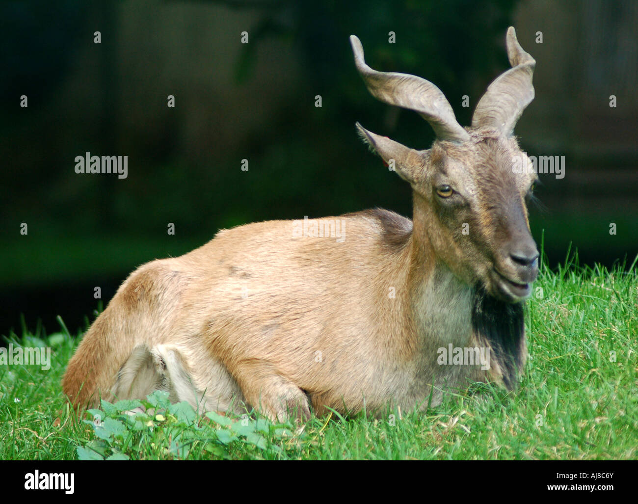 Goat at edinburgh zoo hi-res stock photography and images - Alamy