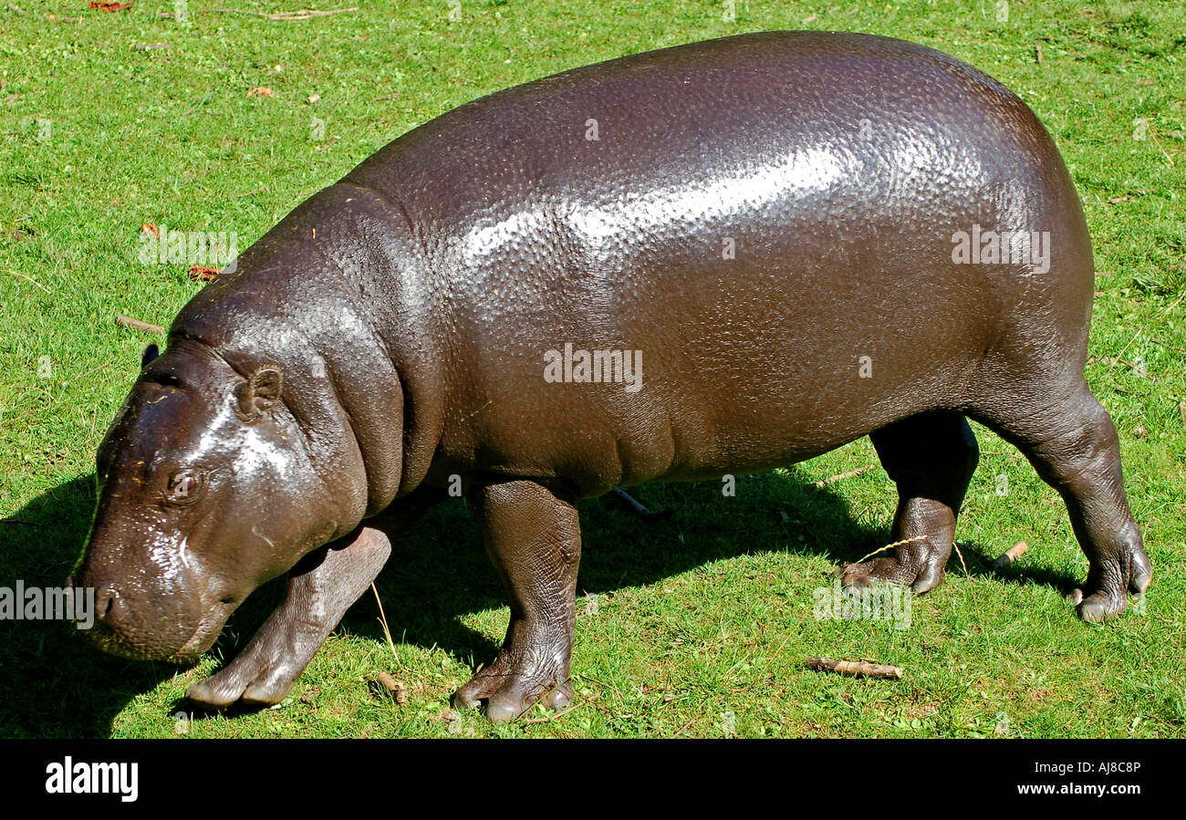 Pygmy hippopotamus hi-res stock photography and images - Alamy