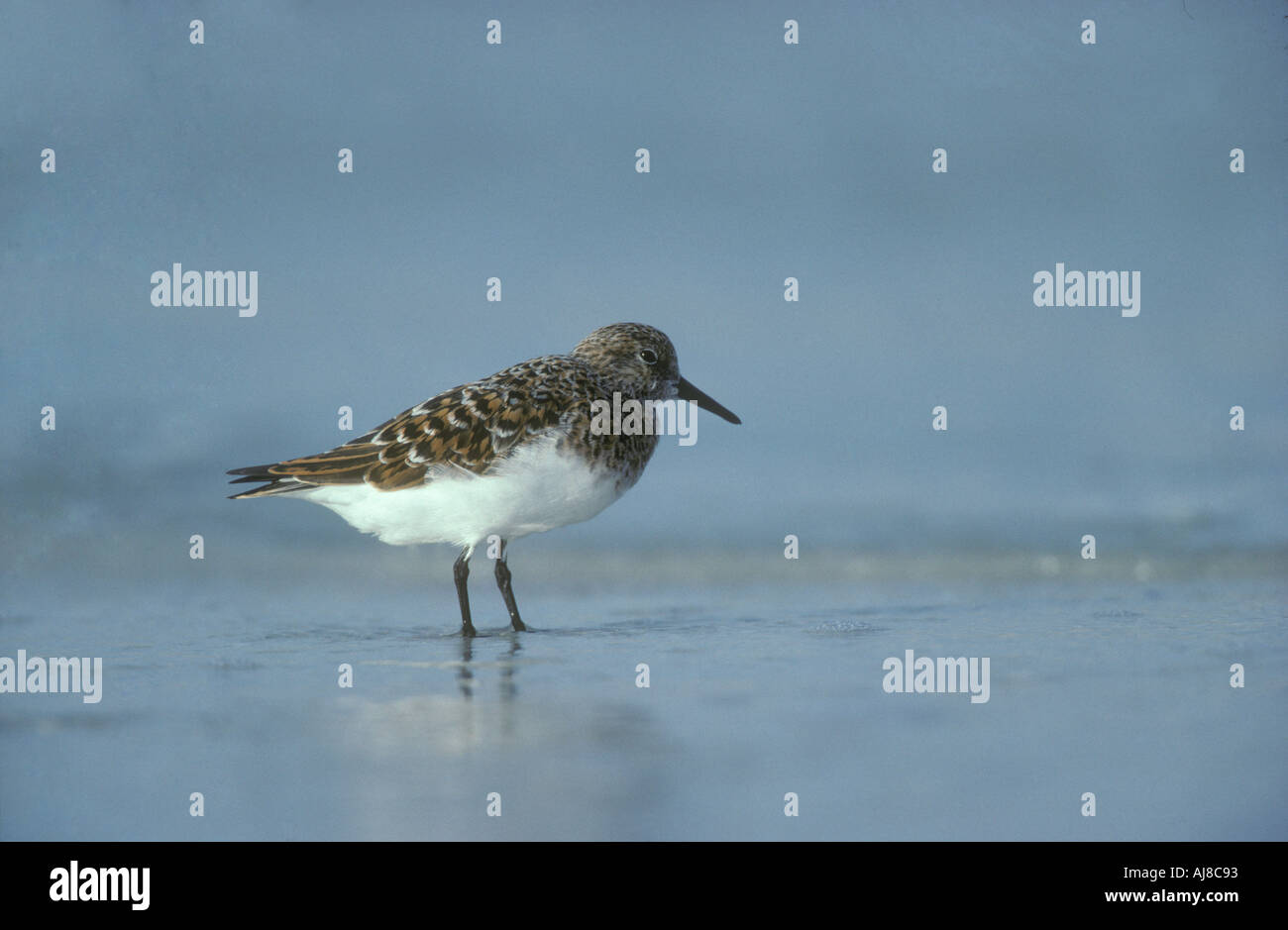 Sanderling uk summer hi-res stock photography and images - Alamy