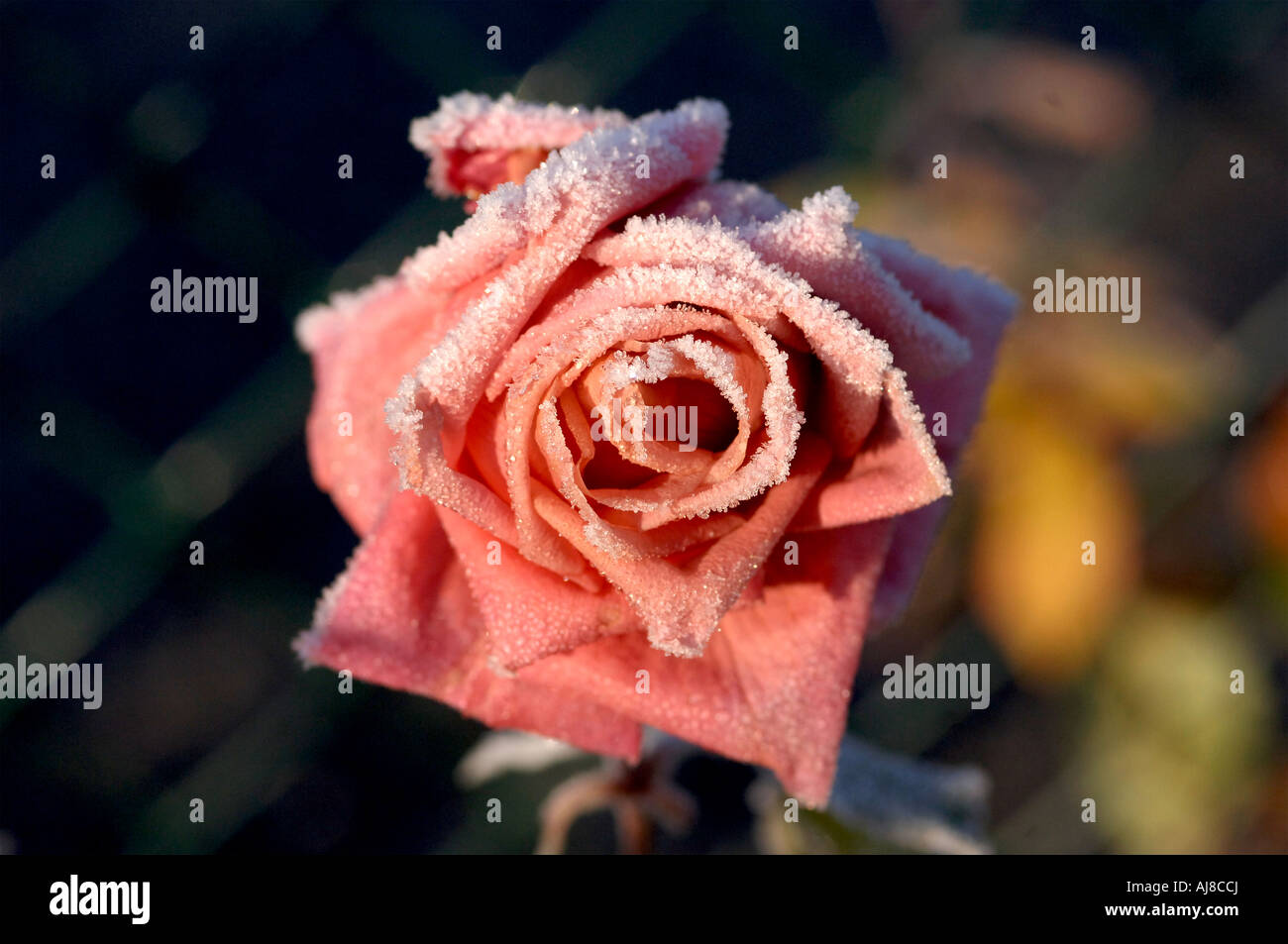 Frost covered pink rose Stock Photo - Alamy