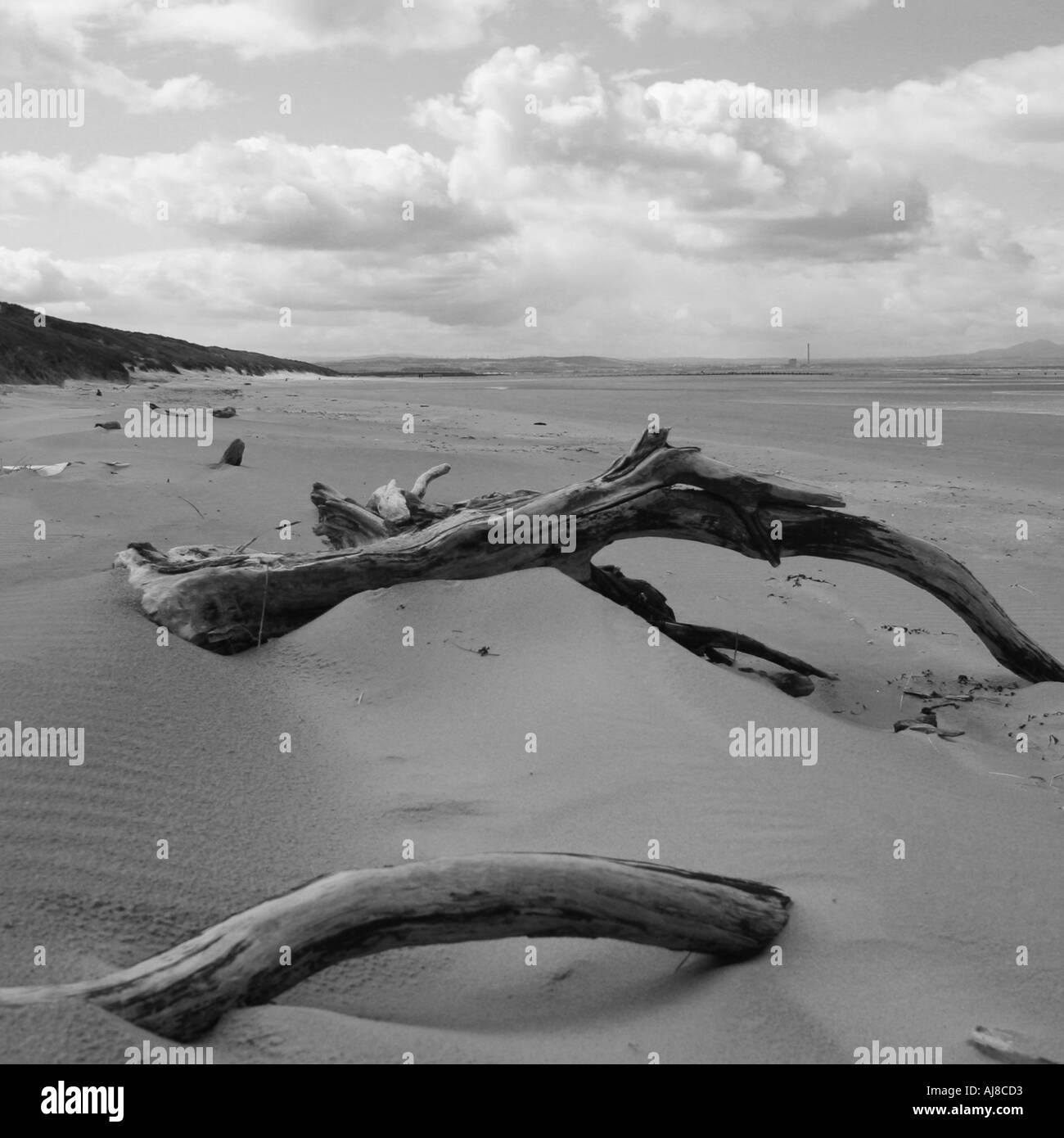 Drift wood on the beach Stock Photo - Alamy