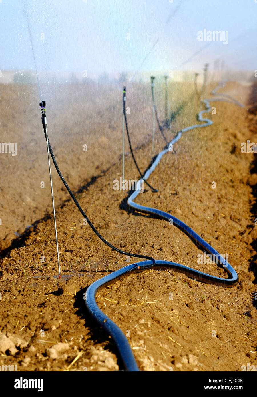 Israel Negev watering fields with sprinklers a rainbow is formed by the ...