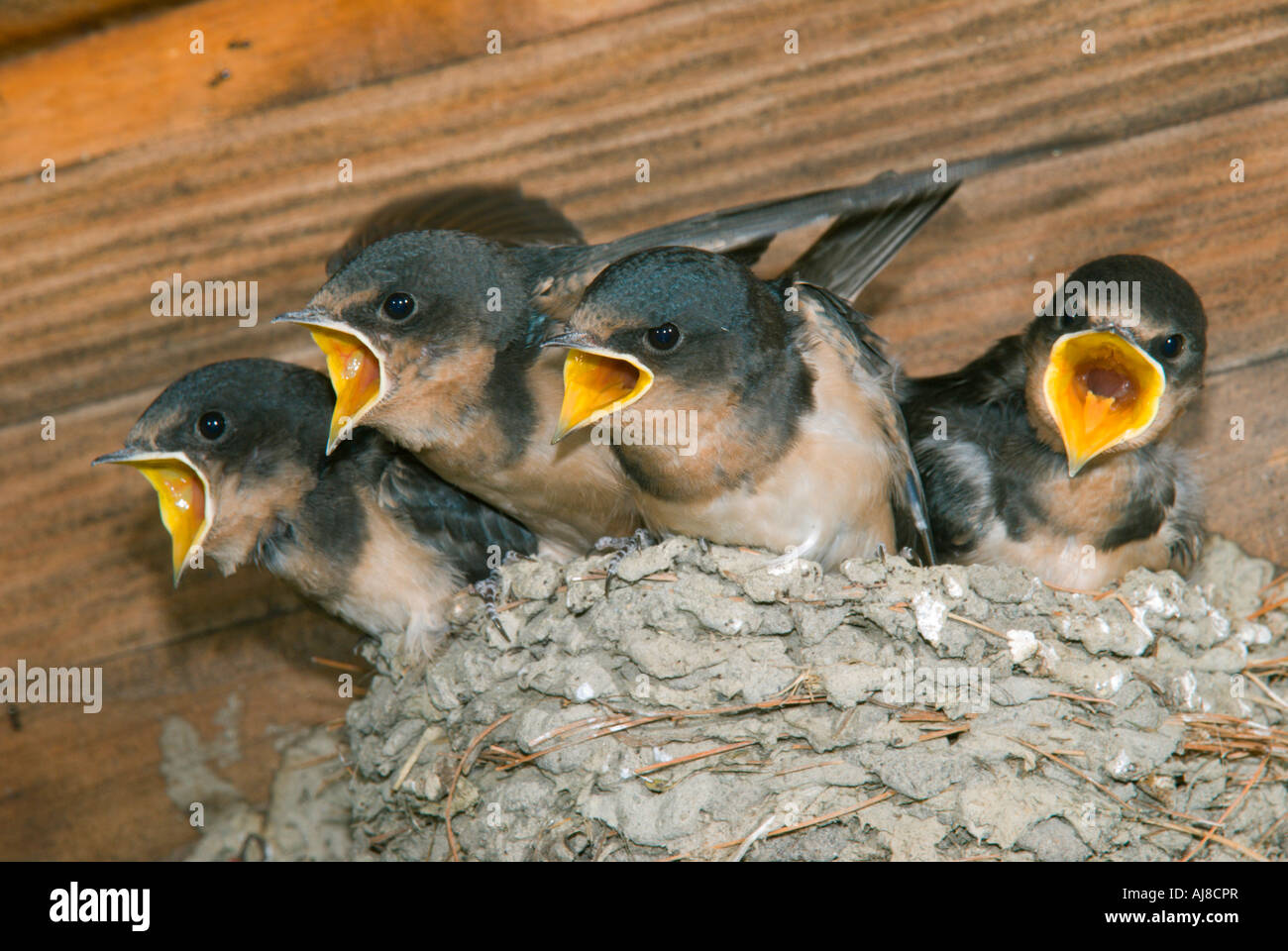 Barn Swallows Hirundo rustica nestlings in nest calling for food E USA ...