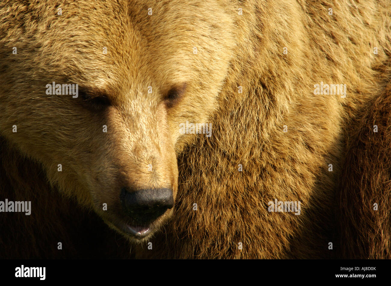 Eurasian Brown Bear Stock Photo - Alamy