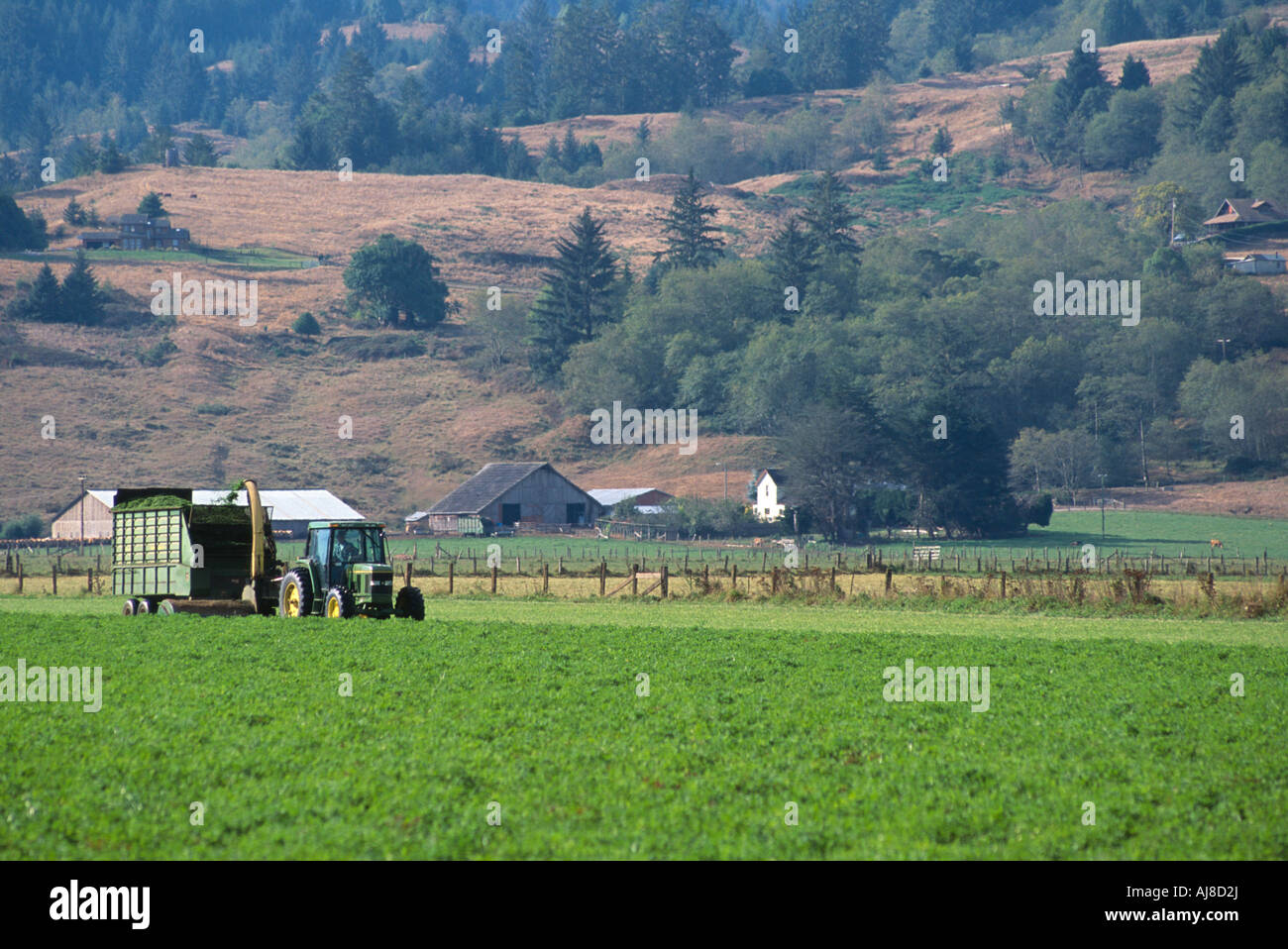 Harvester cutting hay in green field Humboldt County California USA ...