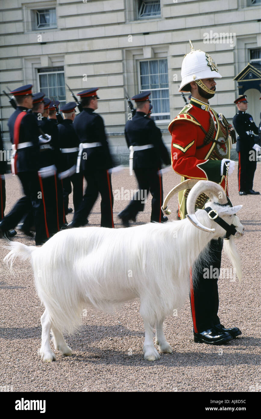 A perfectly white ram is paraded at the changing of the guard outside ...
