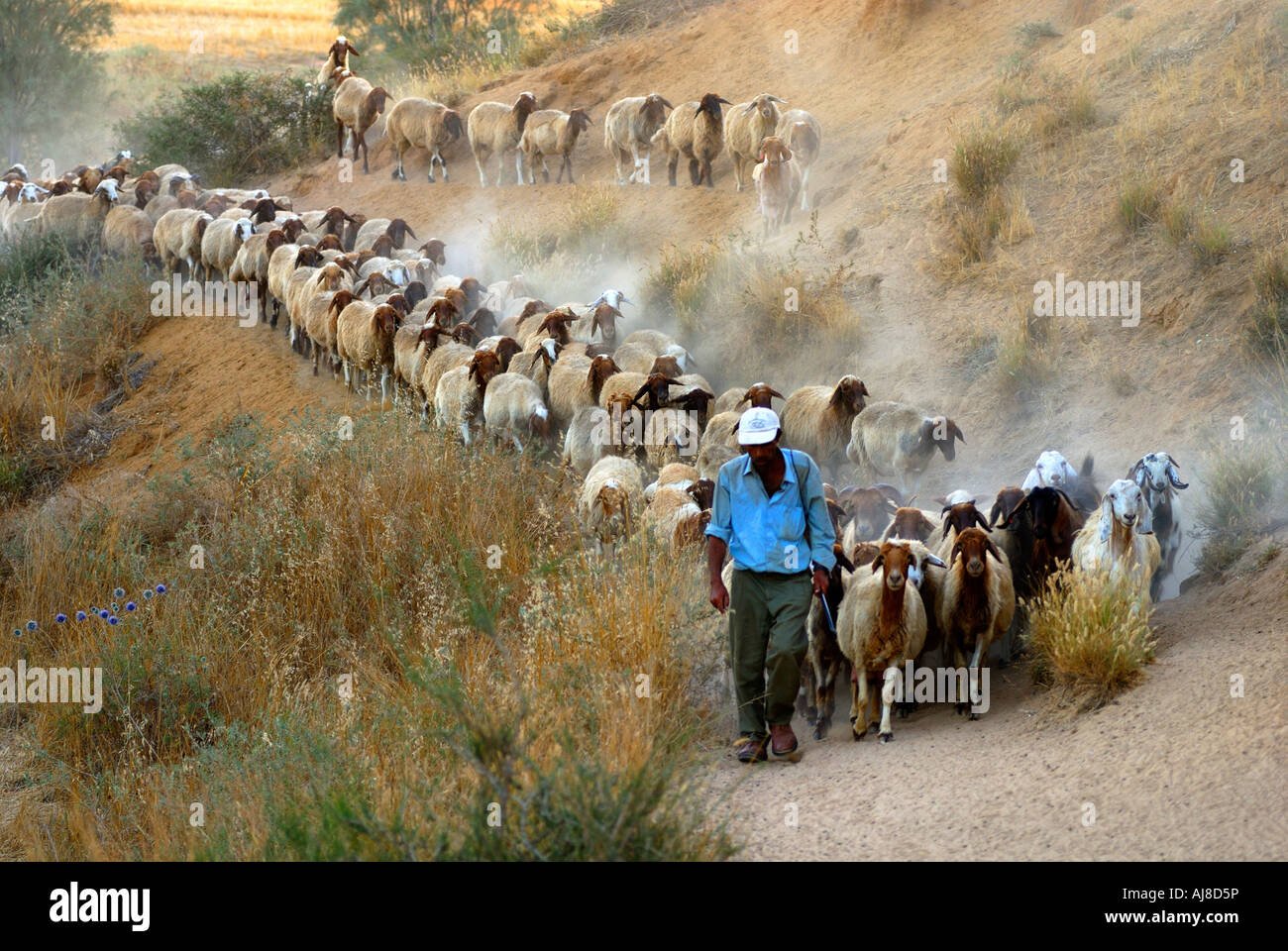Israel Negev Bedouin shepherd with his herd of sheep and goats Stock ...