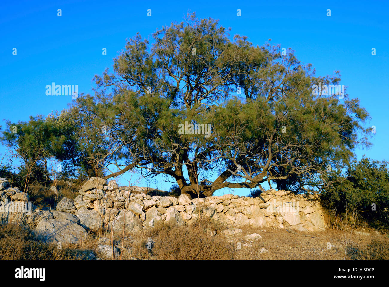 Israel Lachish tamarisk tree growing near the ruins of a deserted ...