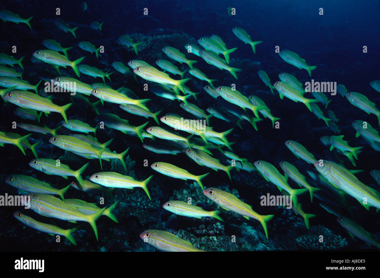 Shoal of yellow goatfish hi-res stock photography and images - Alamy