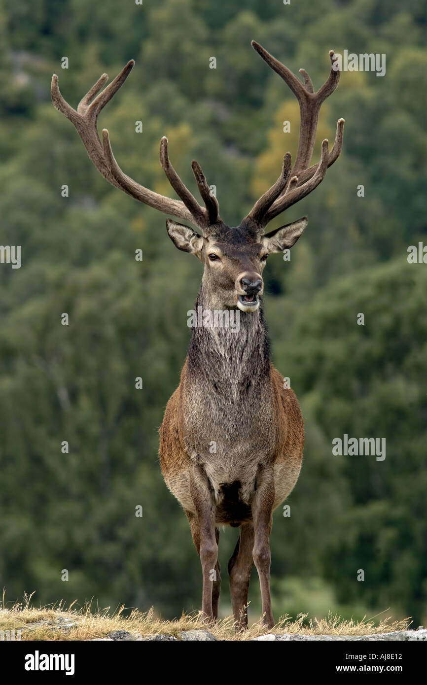 Red Deer Stag Stock Photo - Alamy