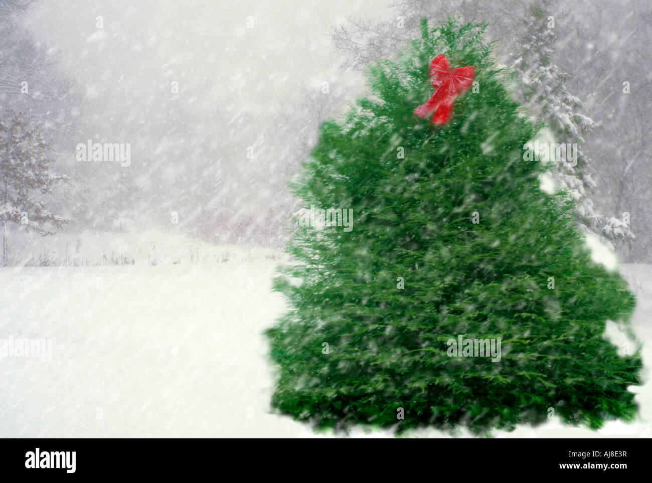 Hemlock tree (Tsuga canadensis} decorated for Christmas outdoors in a ...