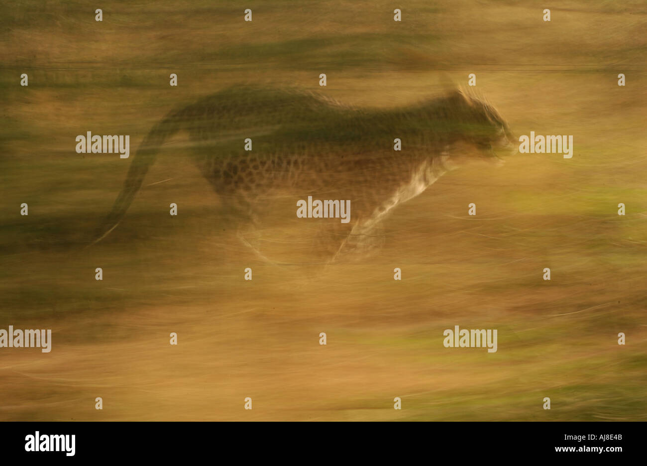 Cheetah running Africa Wildlife Namibia Stock Photo - Alamy