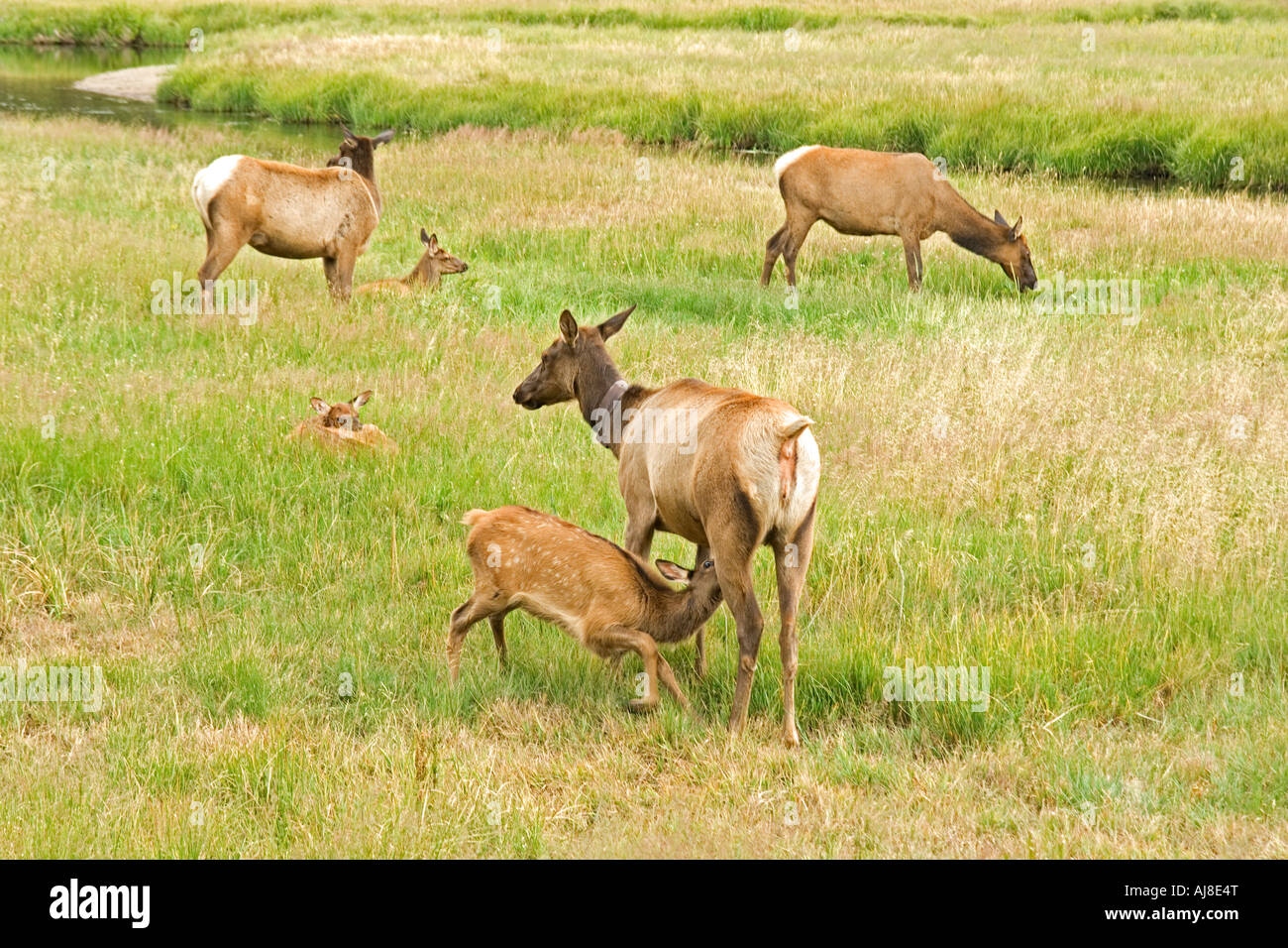 Mother Elk with fawn feeding in Yellowstone National Park Stock Photo ...