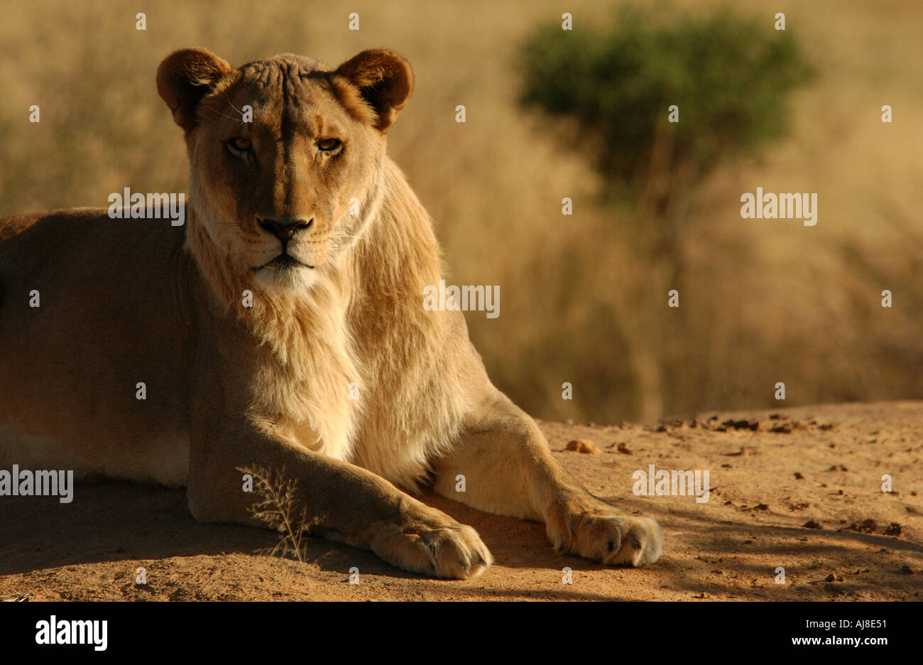 Lioness Africa Wildlife Namibia Stock Photo - Alamy