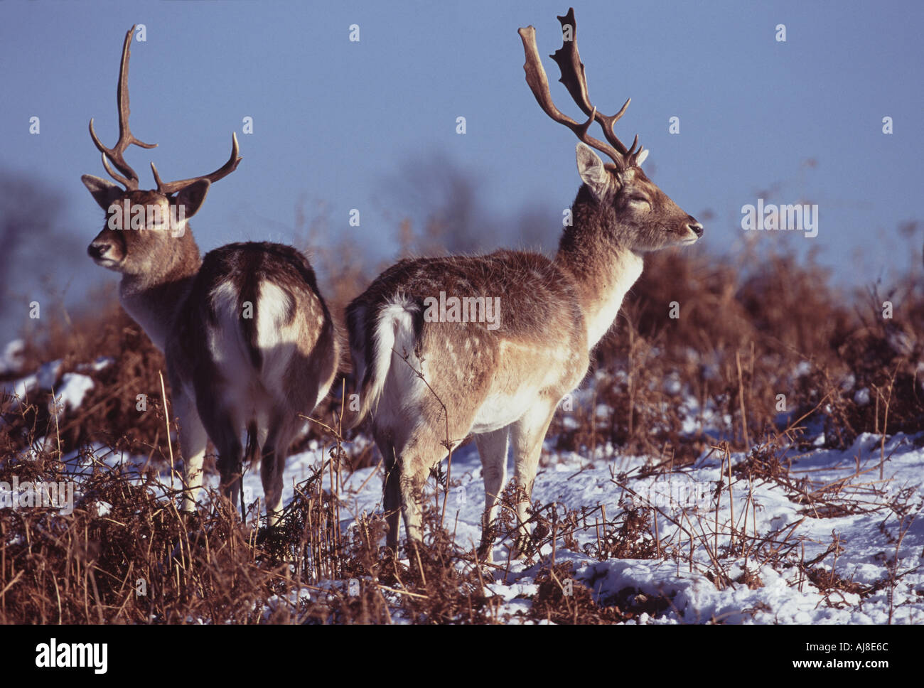 fallow deer stag january united kingdom Stock Photo - Alamy