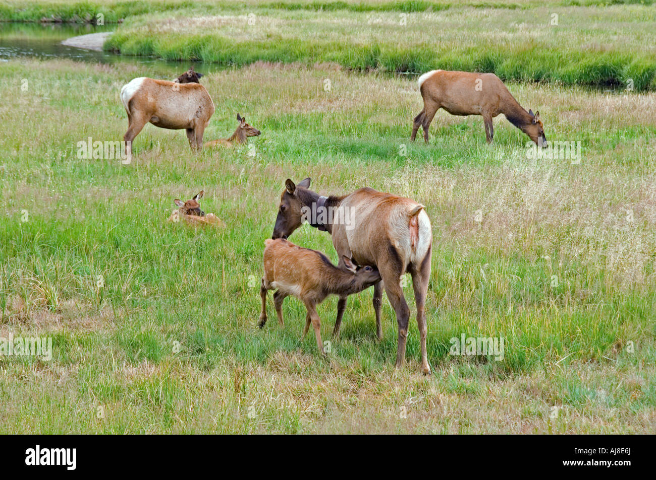 Mother Elk with fawn feeding in Yellowstone National Park Stock Photo ...