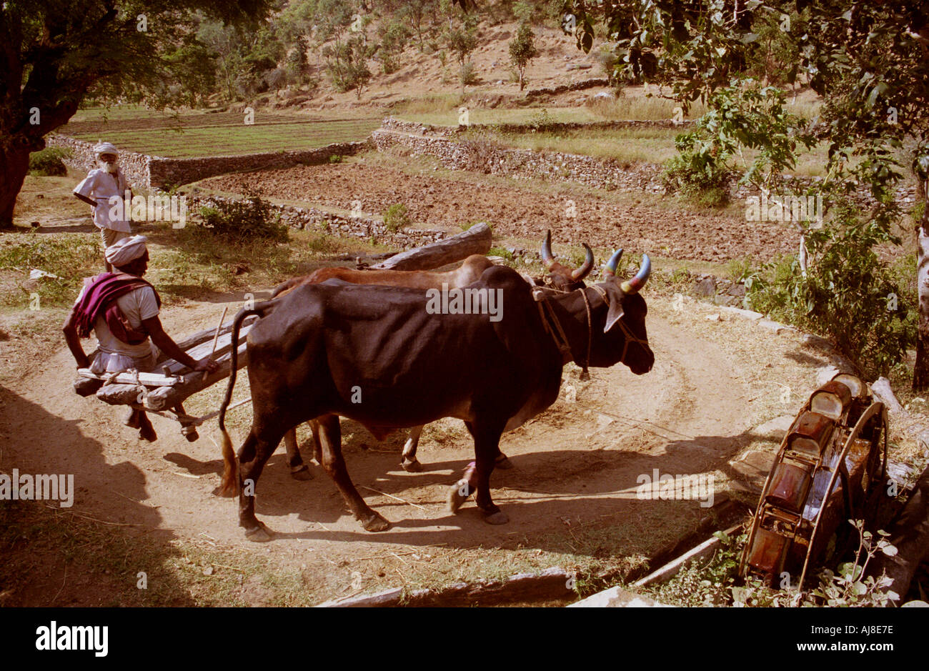 Irrigation system in Rajasthan raising water by oxen like it always had ...