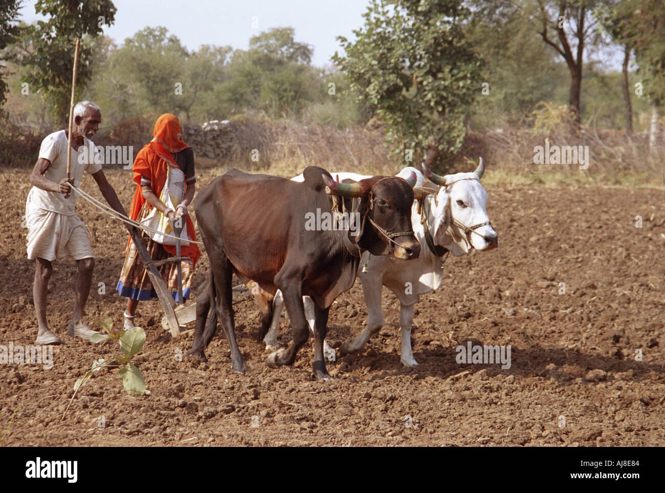 Couple ploughing the field in Rajasthan India Stock Photo - Alamy