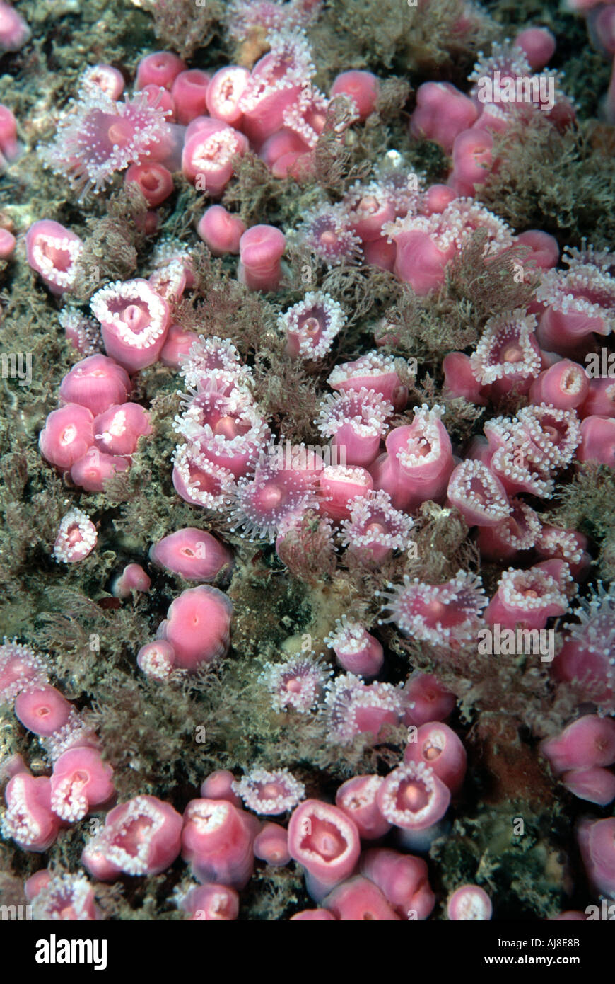 Corynactis viridis cornwall hi-res stock photography and images - Alamy