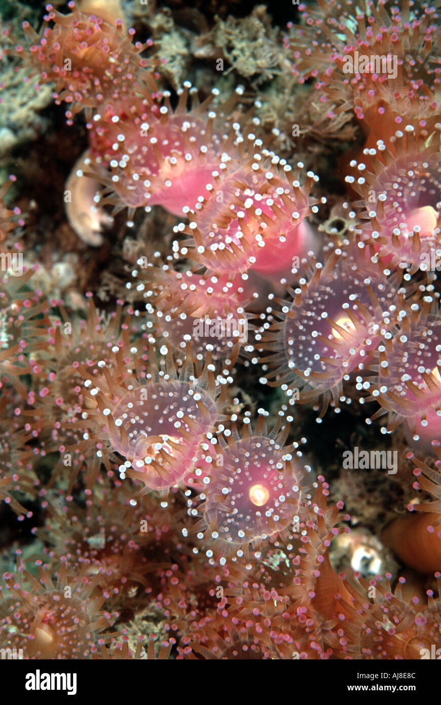 Corynactis viridis cornwall hi-res stock photography and images - Alamy