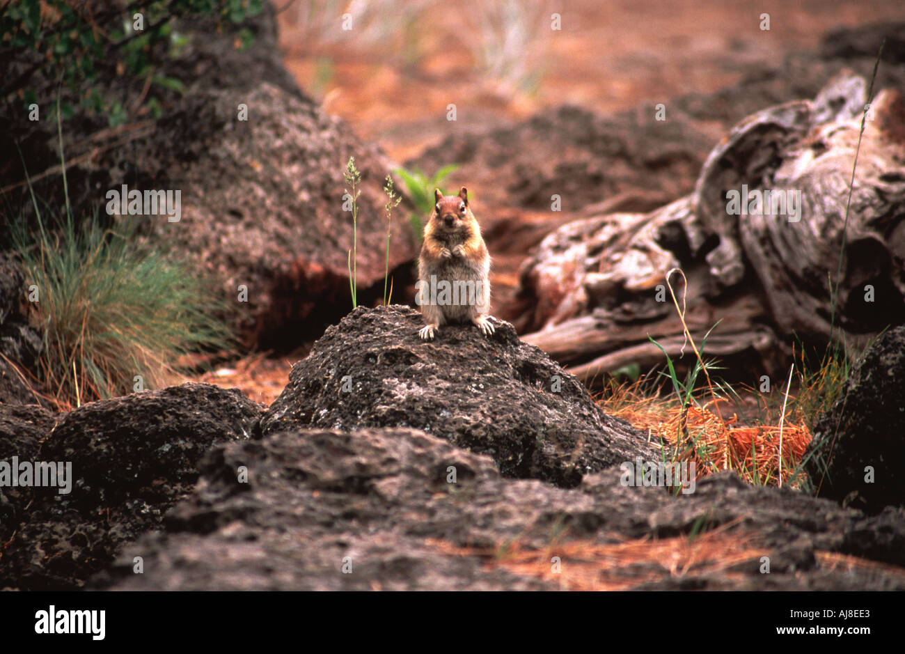 Chip chipmonk hi-res stock photography and images - Alamy