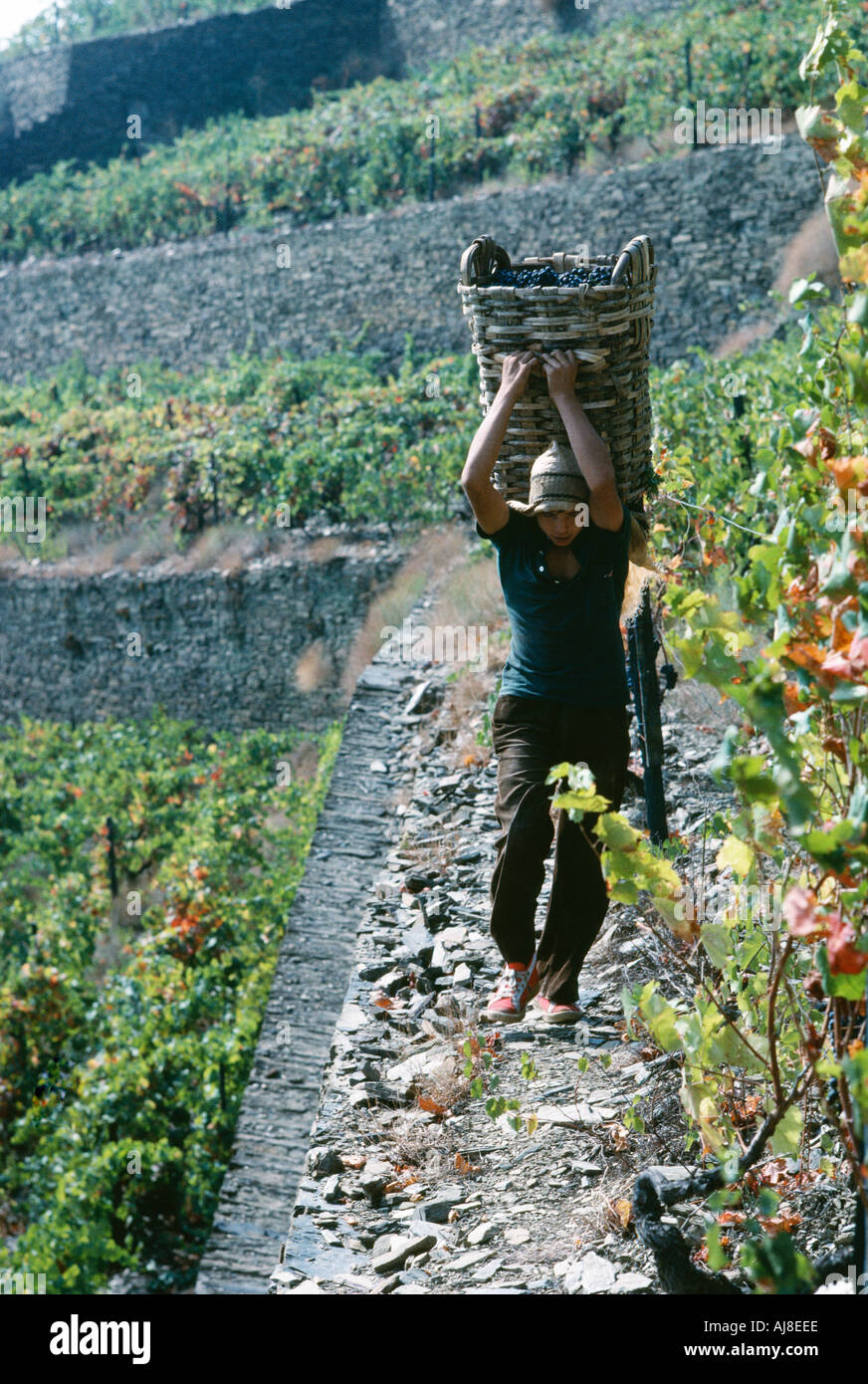 Balancing a grape-filled basket during the Douro valley grape harvest ...