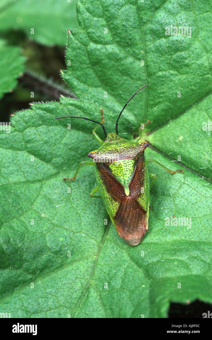 Hawthorn Shield Bug Acanthosoma haemorrhoidale Stock Photo - Alamy