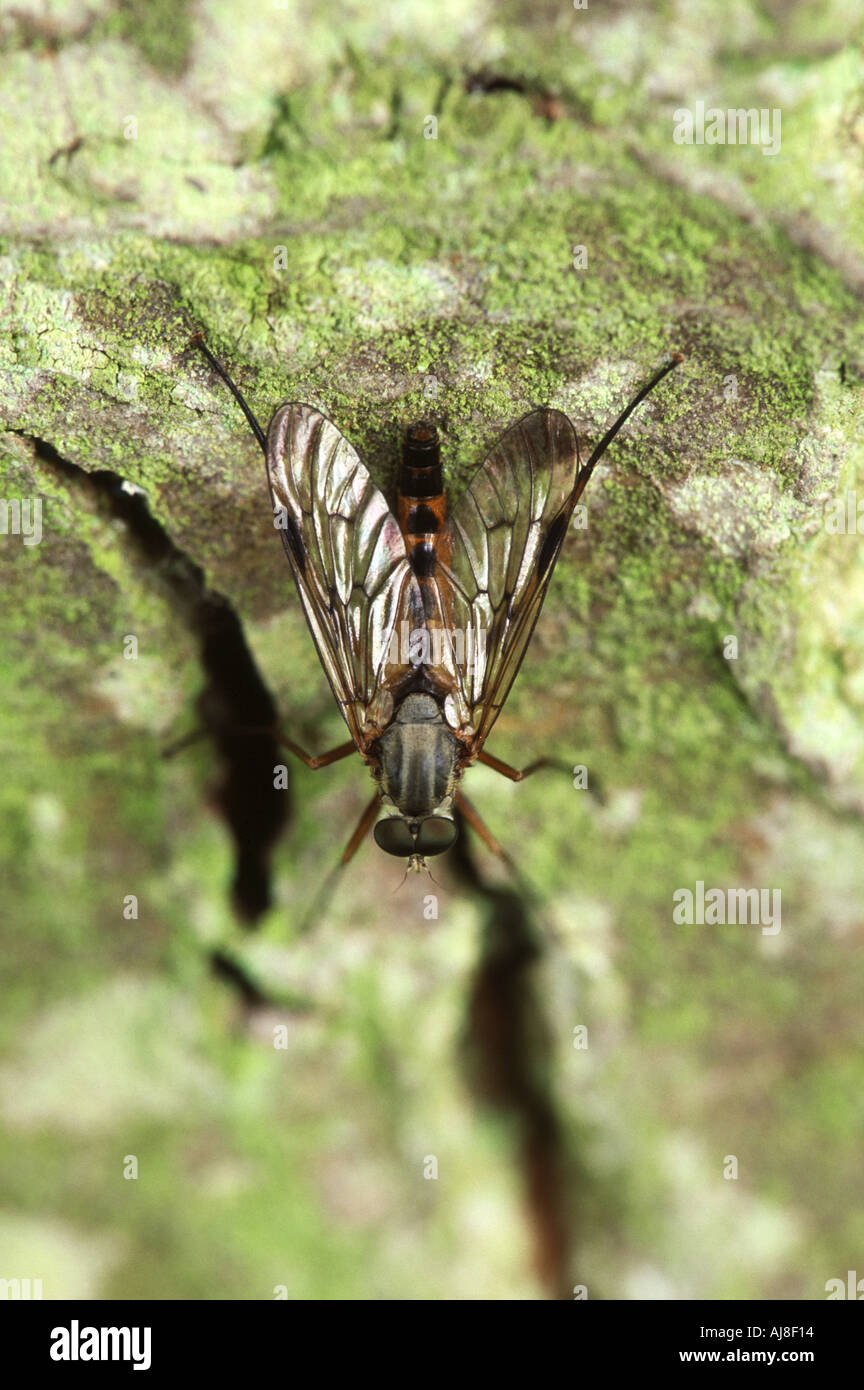 Snipe Fly Rhagio scolopacea Stock Photo - Alamy
