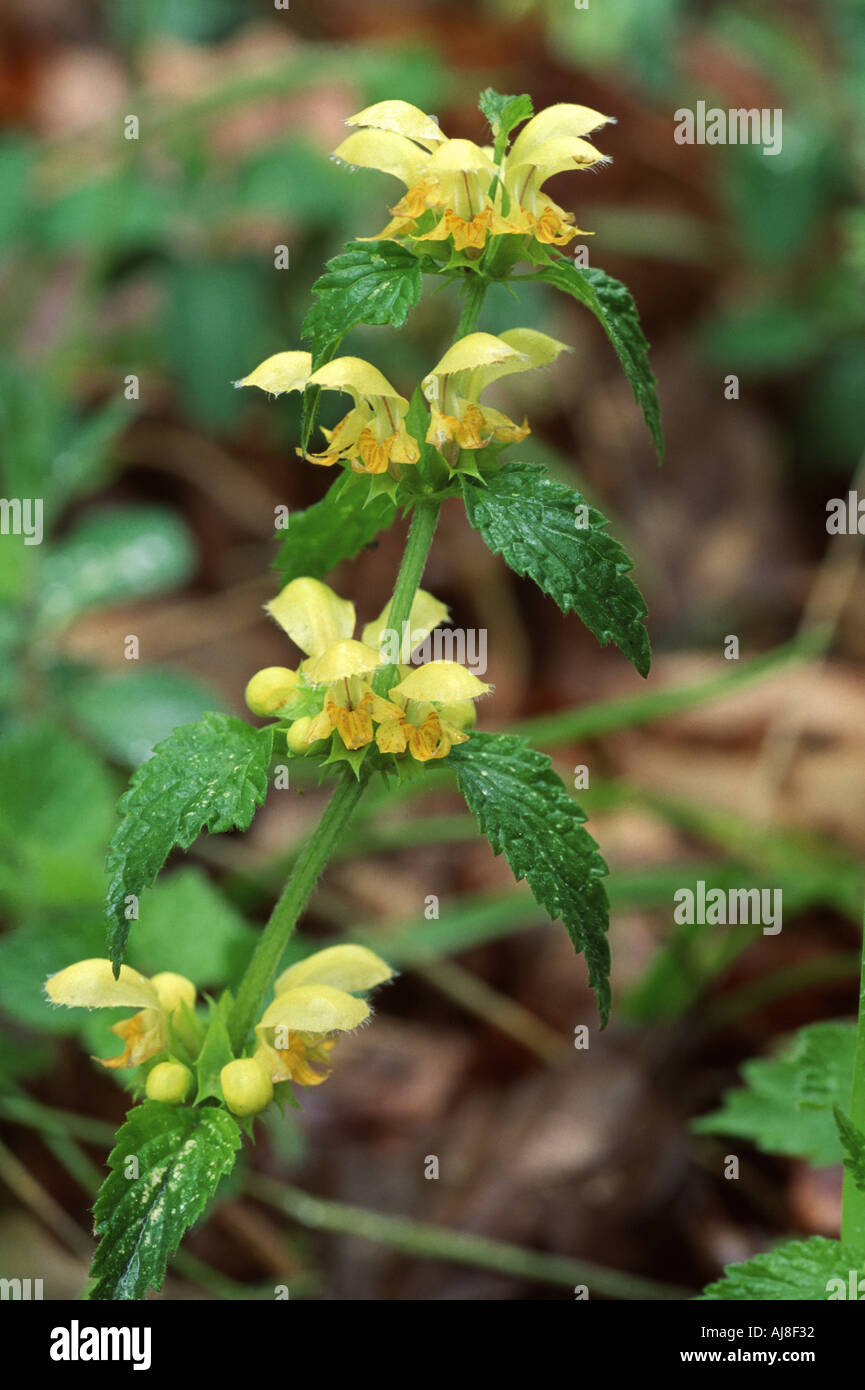 Yellow Archangel Lamiastrum galeobdolon Stock Photo - Alamy
