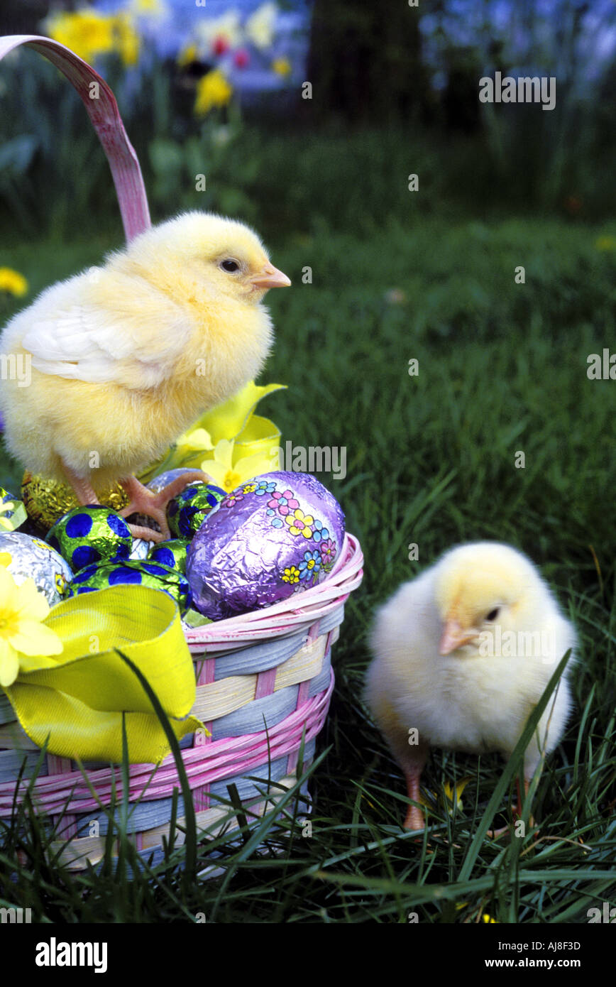Children with chicks in hi-res stock photography and images - Alamy