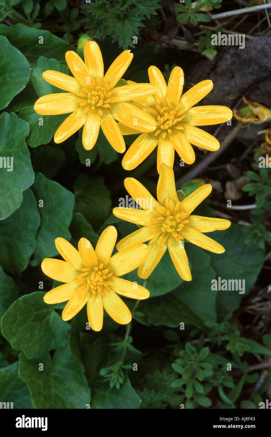 Lesser Celandine Ranunculus ficaria Stock Photo - Alamy