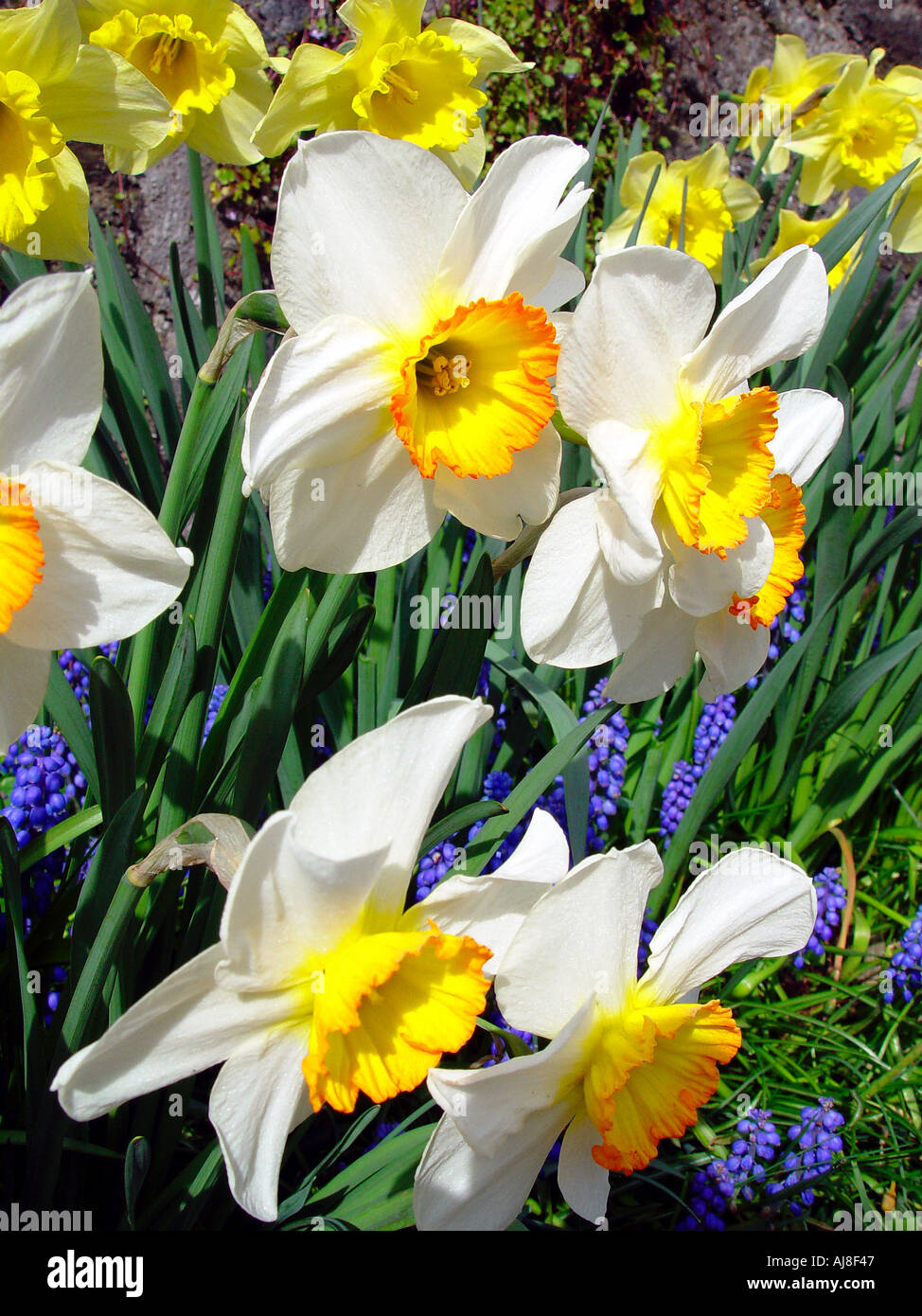 daffodils and spring flowers Stock Photo - Alamy