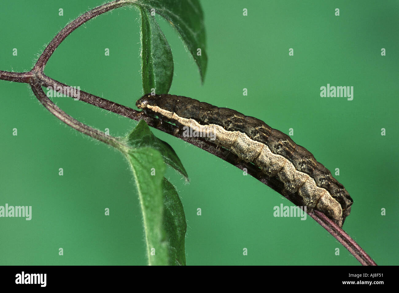 Gothic Moth Larva Naenia typica Stock Photo - Alamy