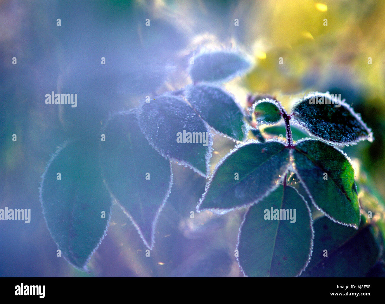 Closeup frosty leaves in hi-res stock photography and images - Alamy