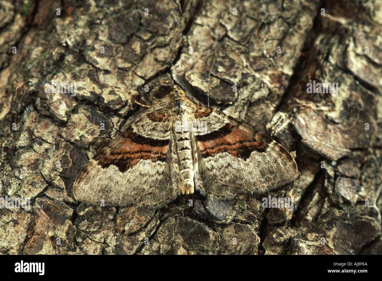 Flame Carpet Xanthorhoe designata Stock Photo - Alamy