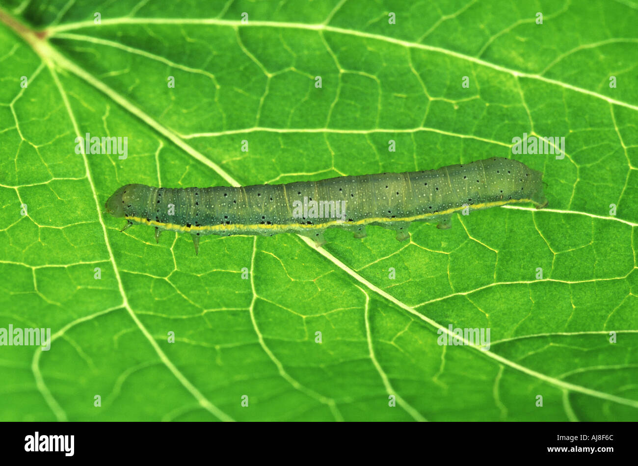 Bright Line Brown Eye Larva Lacanobia oleracea Stock Photo - Alamy