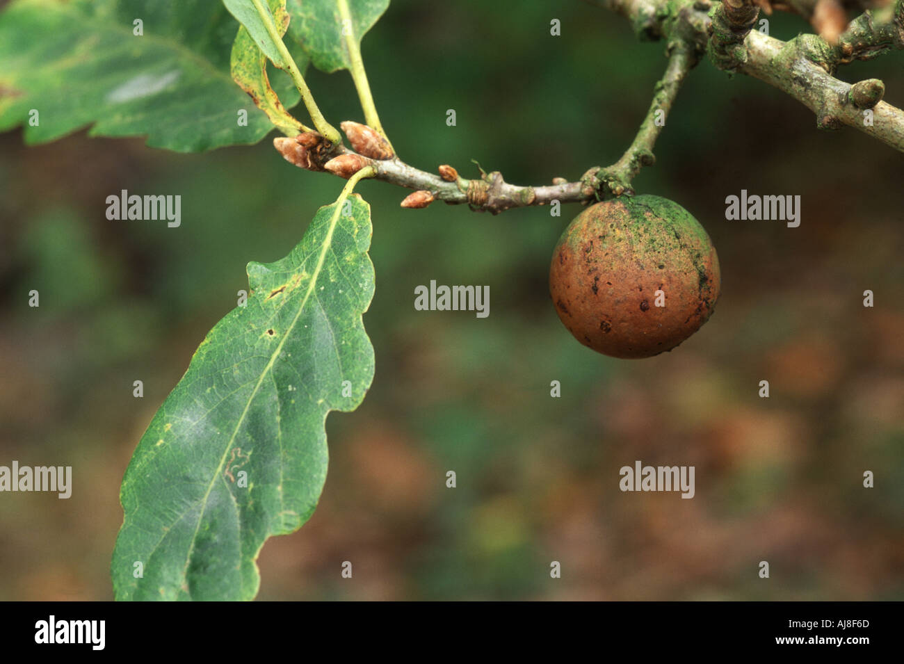 Marble Gall Andricus kollari Stock Photo - Alamy