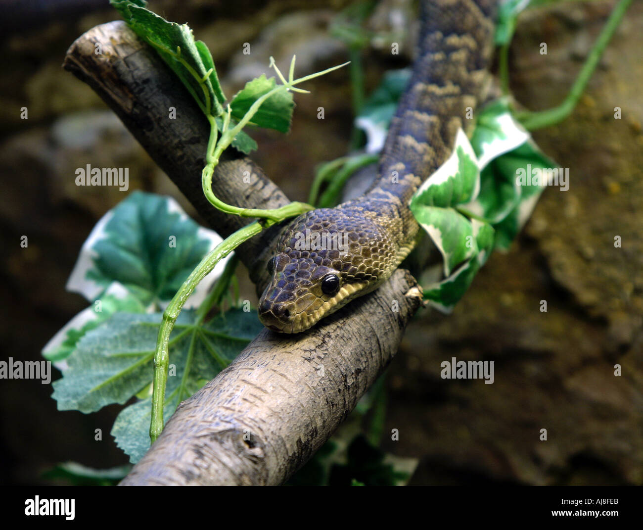 Snake on branch of tree in zoo Stock Photo - Alamy