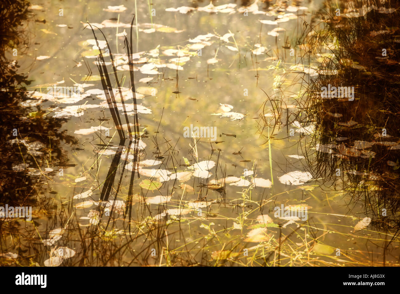Reflection double exposure hi-res stock photography and images - Alamy