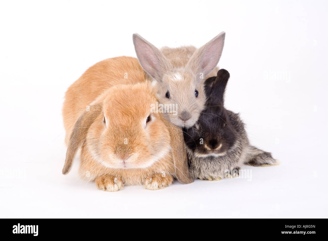 three bunny on a white background Stock Photo - Alamy