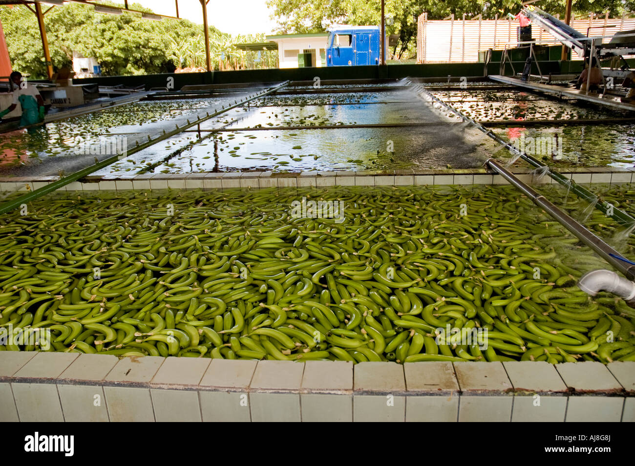 Banana Plantation Processing Plant Costa Rica Stock Photo - Alamy