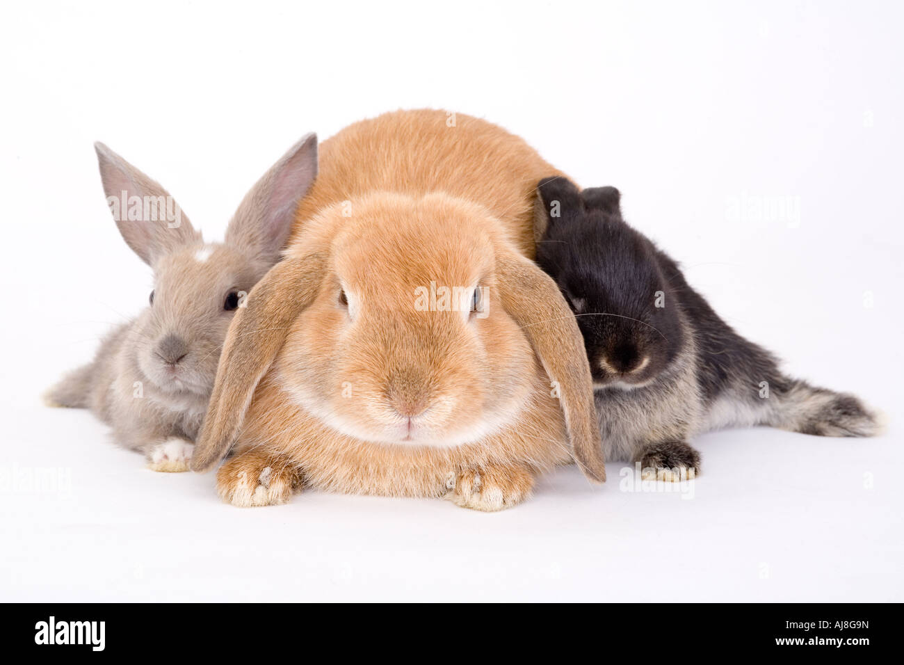 three bunny on a white background Stock Photo - Alamy